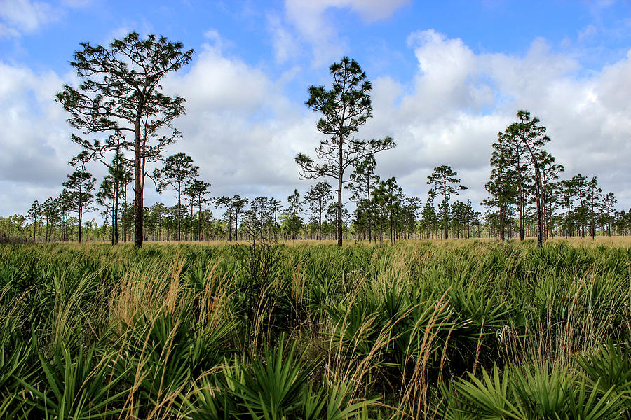 Pine Tree Prarie Photograph by William Haas | Fine Art America