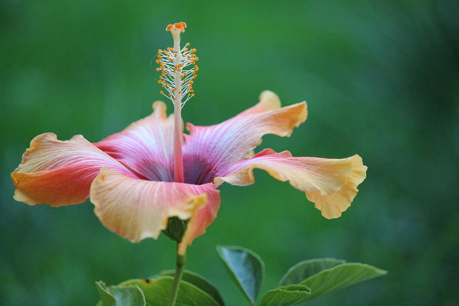 Pink And Orange Hibiscus Photograph By Brittany Graham Pixels