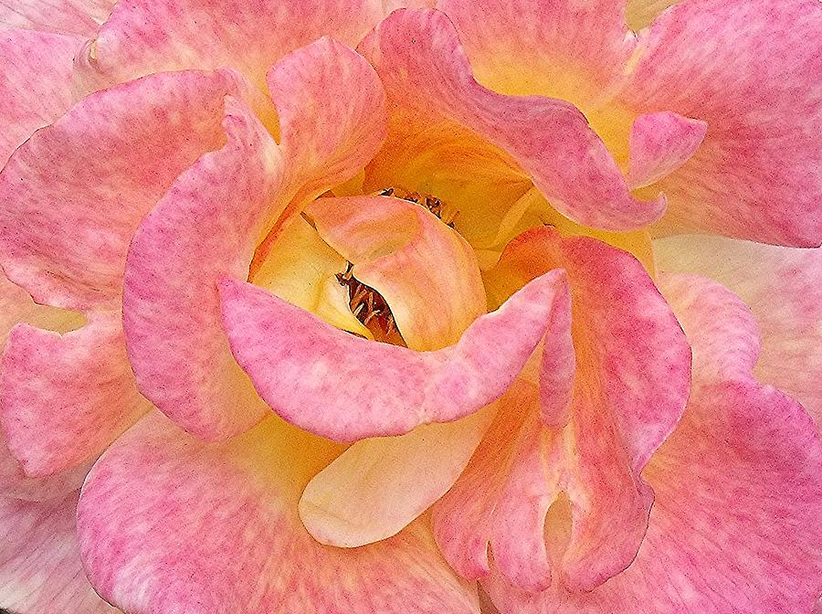 Pink and Yellow Speckled Rose Digital Art by Holly Winters - Fine Art ...