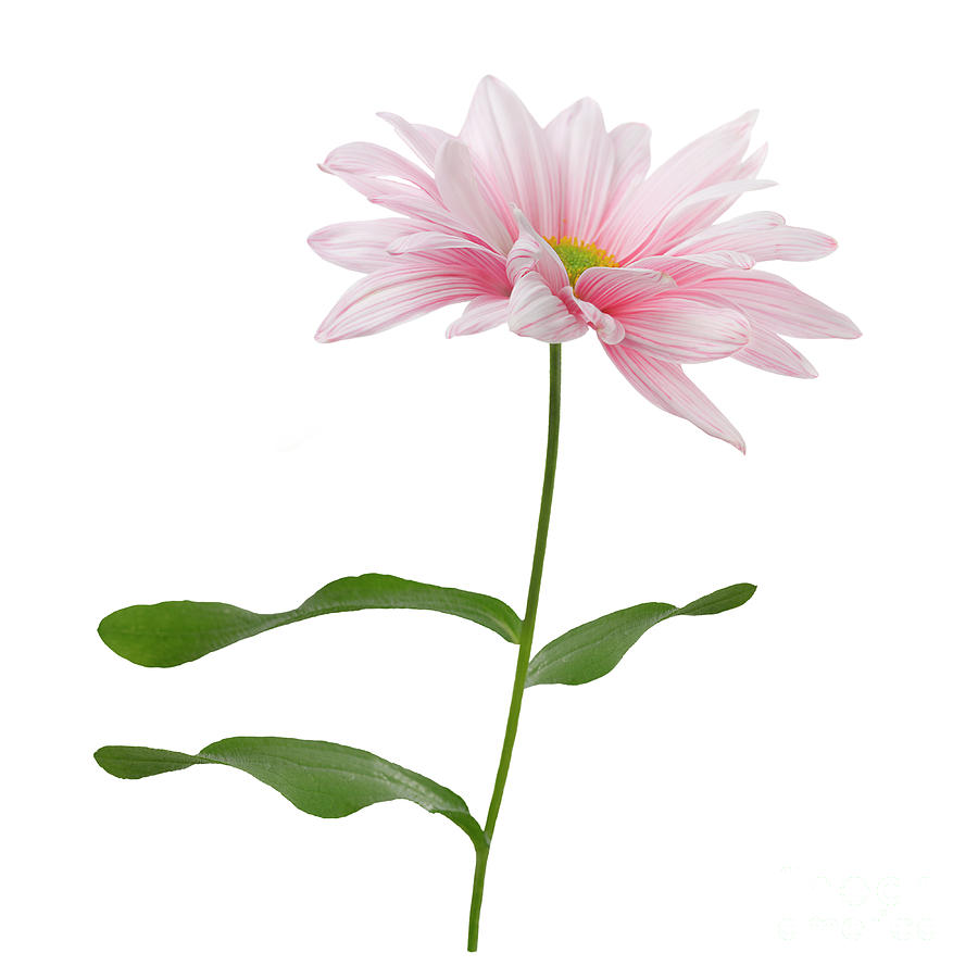 Pink flower blossom Photograph by Svetlana Foote - Fine Art America