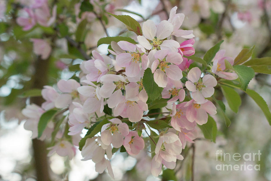 Pink flowering apple trees. Photograph by Larissa Antonova - Pixels