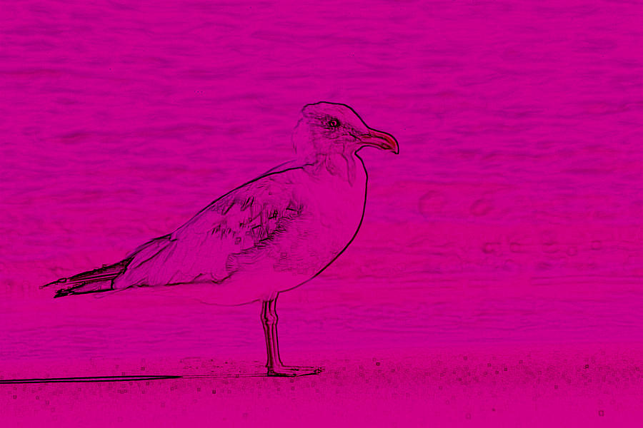 Pink Gull Photograph by Modern Art - Fine Art America