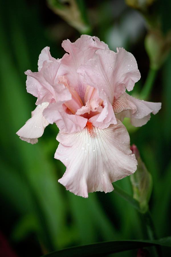 Pink Iris Study 16 Photograph by Teresa Mucha | Fine Art America