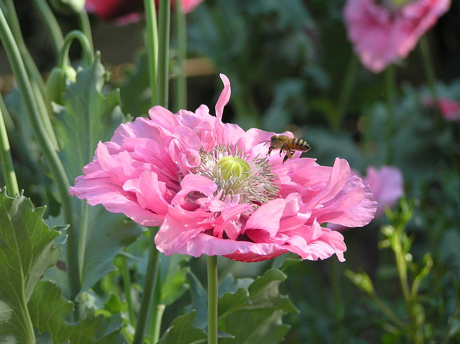 Pink Lace poppy Photograph by Helen Penwill - Fine Art America