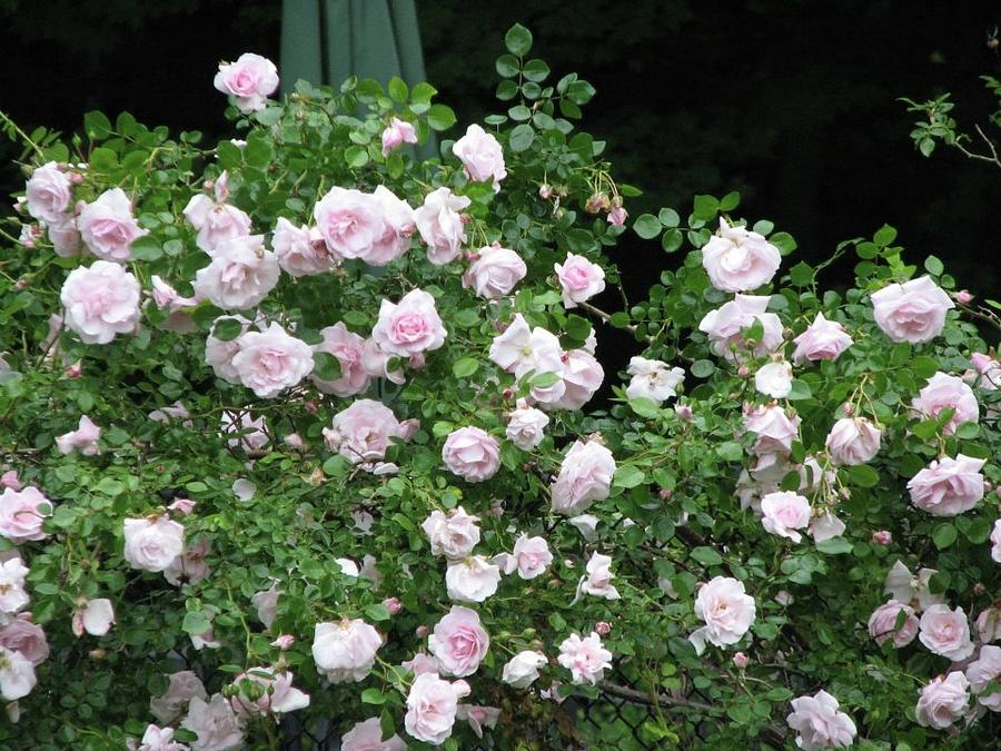 Pink New Dawn Photograph by Sandra Bourret - Fine Art America