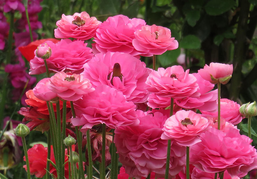 Pink spring Photograph by Ana Dawani - Fine Art America