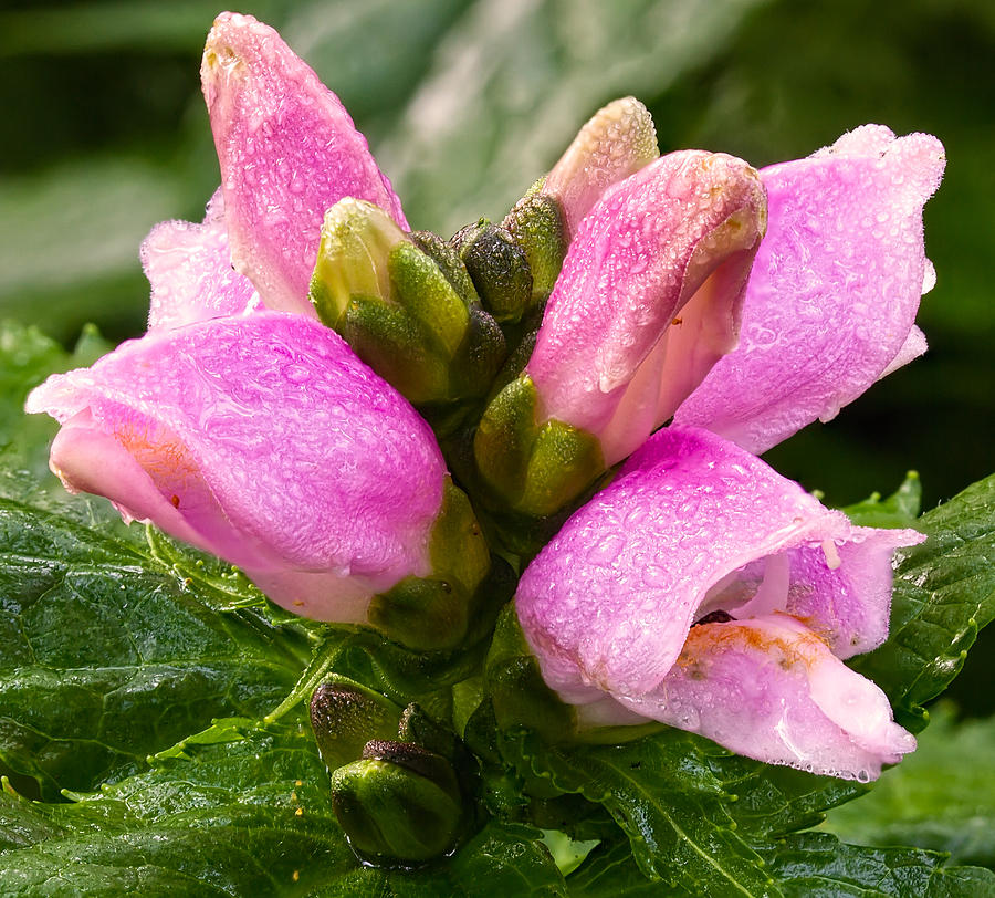 Pink Turtlehead Photograph by Bob Carr - Fine Art America