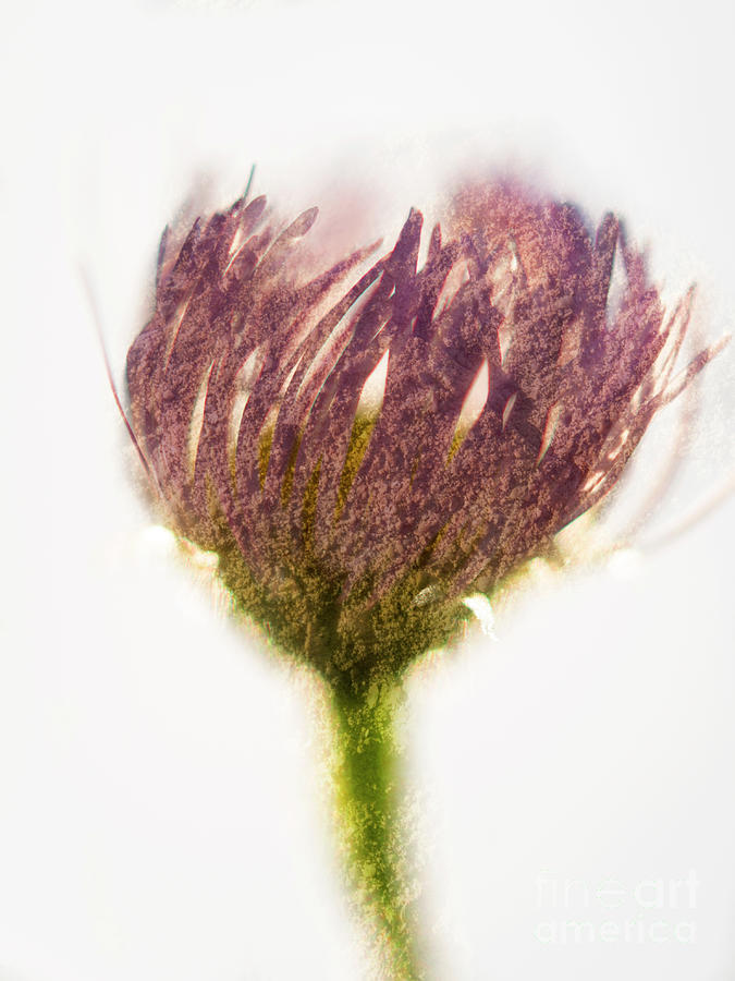 Pink wildflower with texture Photograph by Michelle Cyr - Fine Art America