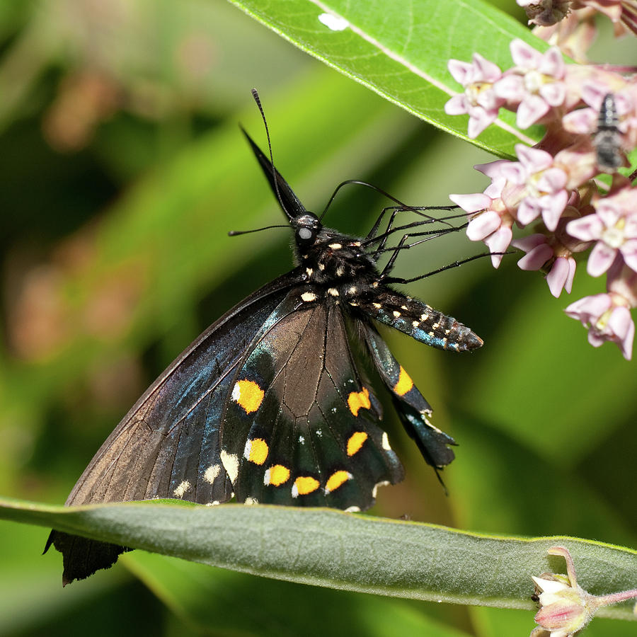 Pipevine Swallowtail Photograph by Derek Burke - Fine Art America
