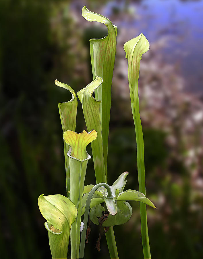 Pitcher Plant Digital Art By Bart Soutendijk Fine Art America