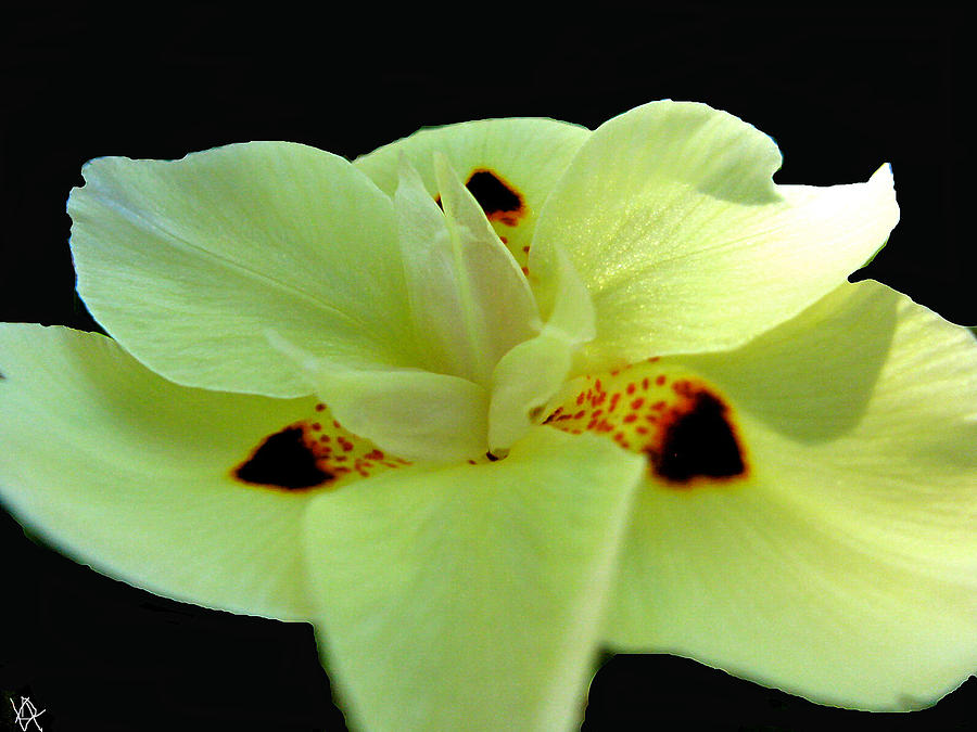 Pixie Dust Bloom Photograph by Debra Vatalaro - Fine Art America