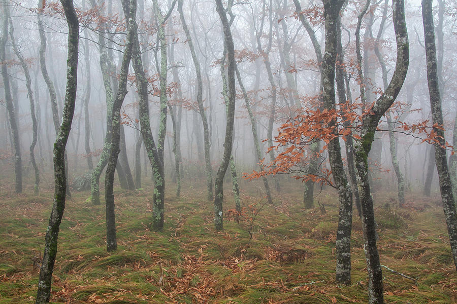 Pixie Forest Photograph by Joan McLean - Fine Art America