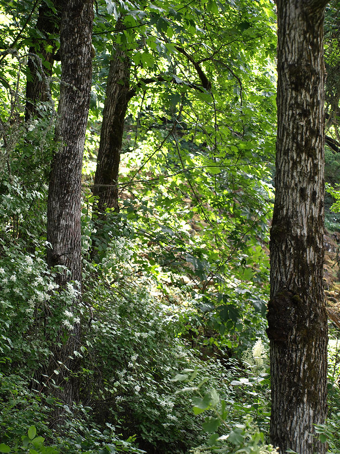 Place of Green Photograph by Robert Gebbie - Fine Art America
