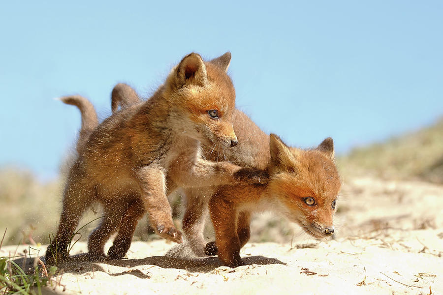 Playing Fox Kits Photograph by Roeselien Raimond - Fine Art America