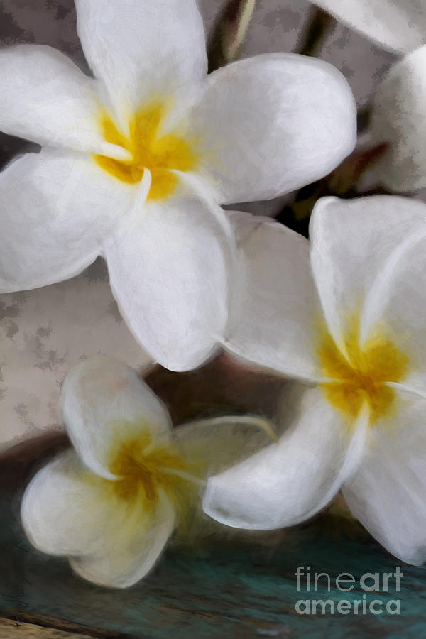 Plumeria Fresco Photograph By Margaux Dreamaginations Fine Art America