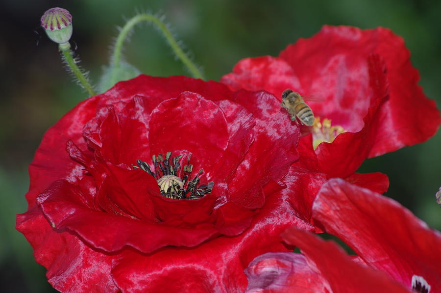 Pollination Series I - Pollinating Poppies Photograph by April Benamati ...