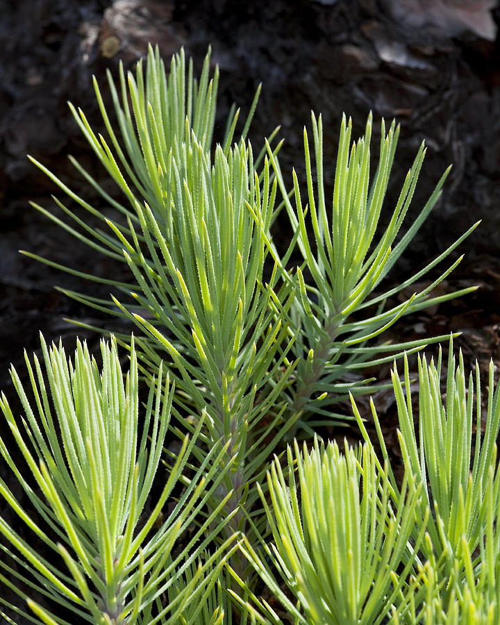 Ponderosa Pine 10 Photograph by Kelley King - Fine Art America