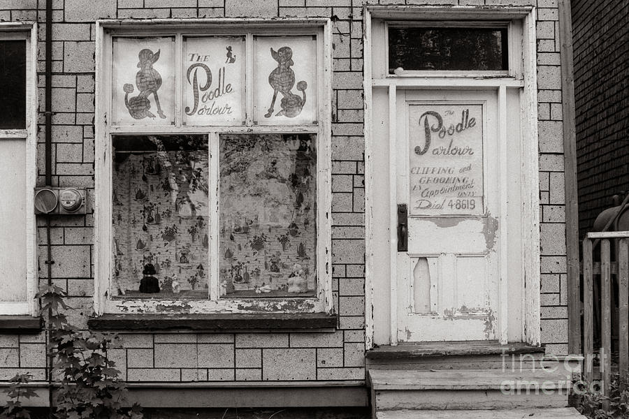 Poodle Parlor Photograph by Lionel F Stevenson - Pixels