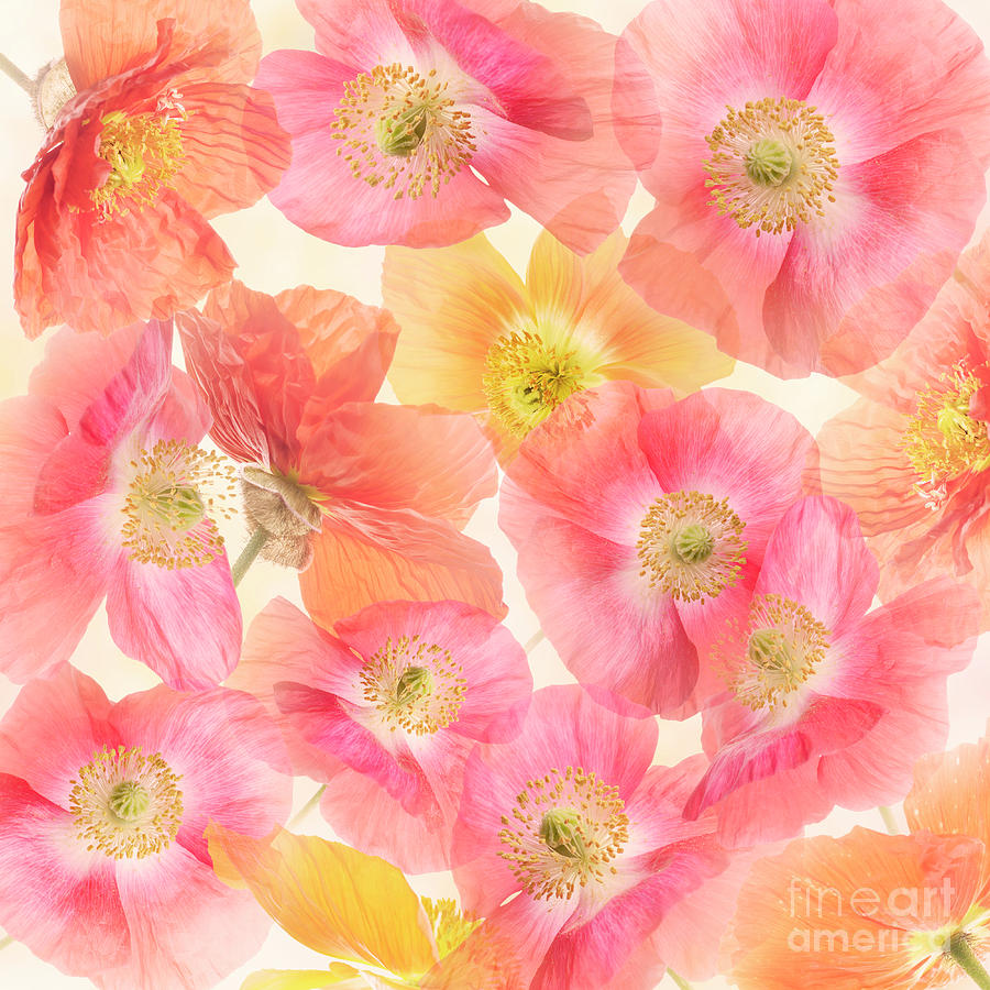Poppy Flowers Blossom Photograph by Svetlana Foote - Fine Art America