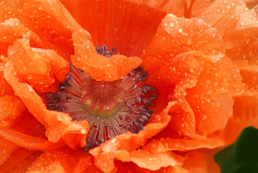Poppy Photograph by Heather Coen - Fine Art America