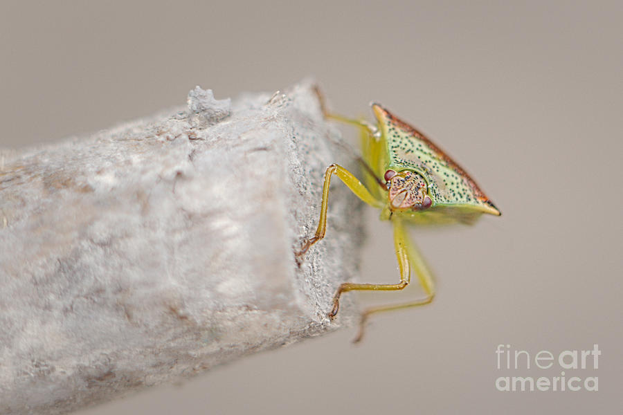 Posing Shield Bug Photograph by MSVRVisual Rawshutterbug - Fine Art America