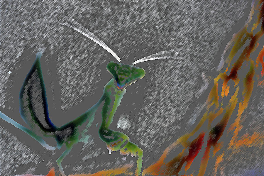 Praying Mantis 2 Digital Art by Lovina Wright - Fine Art America