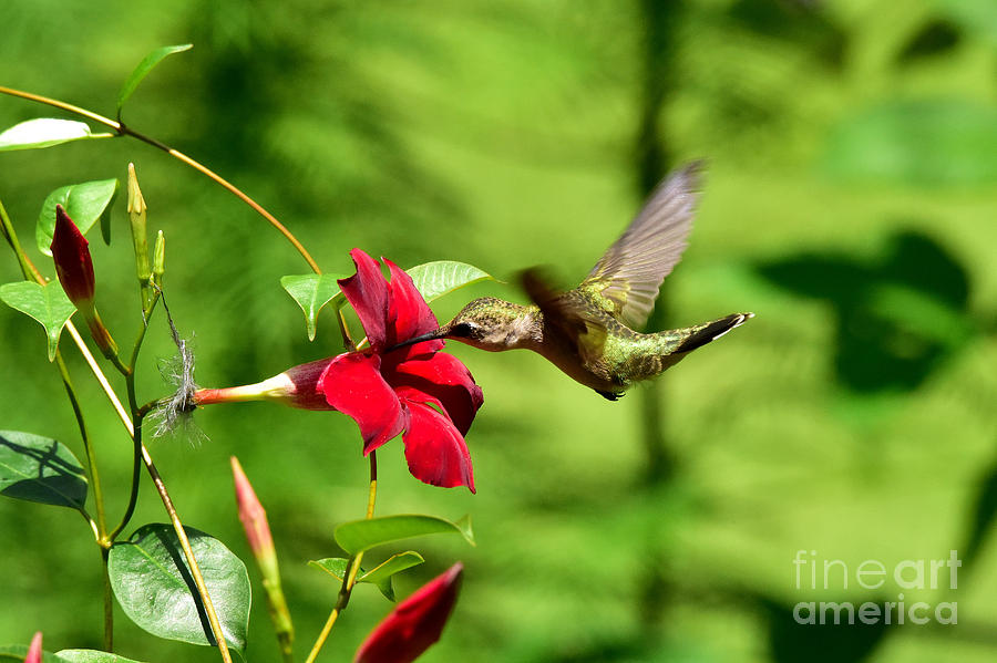 Precious Nectar Photograph by Charles Trinkle - Fine Art America