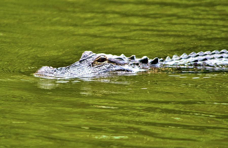 Predator of the Coast Photograph by James Potts - Fine Art America