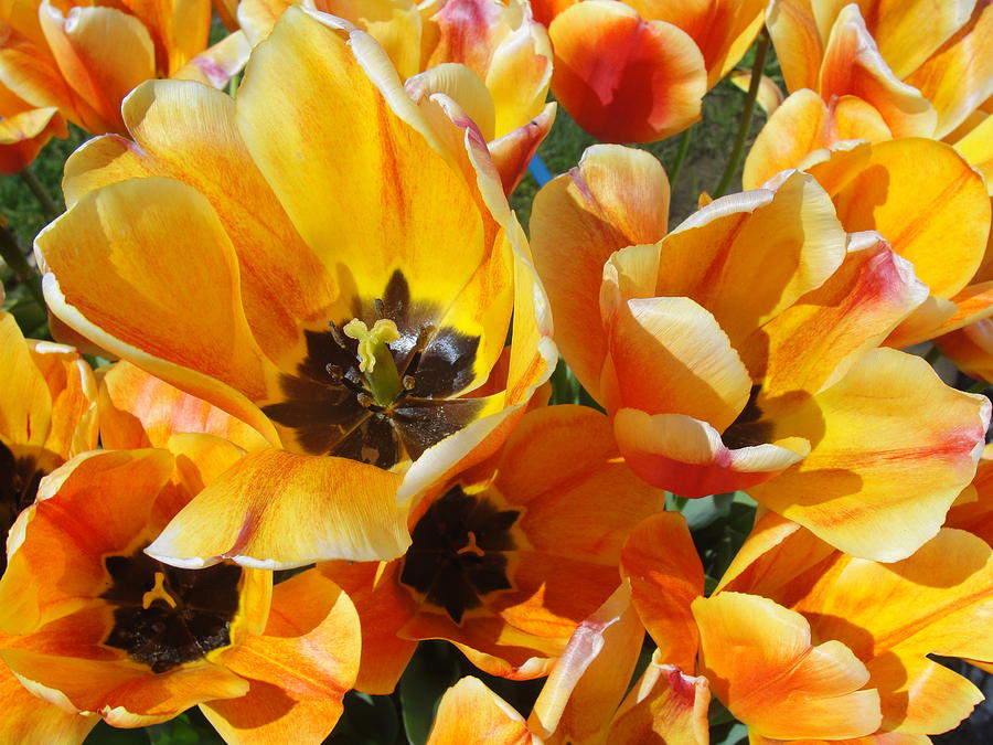 Pretty Tulips Photograph by Christine Olson - Fine Art America