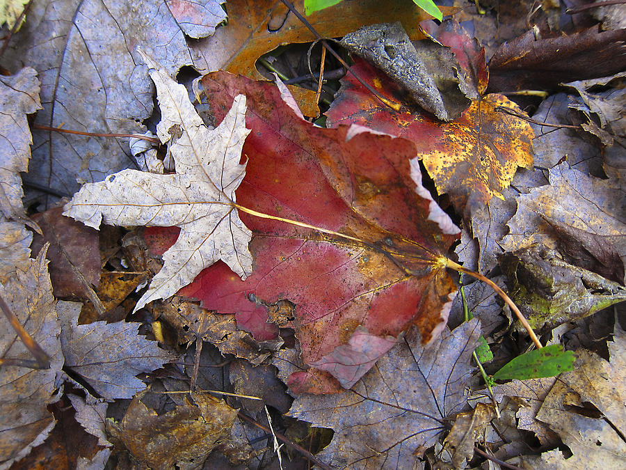 Princess Falling Fall Star Photograph by Marc Adin - Fine Art America