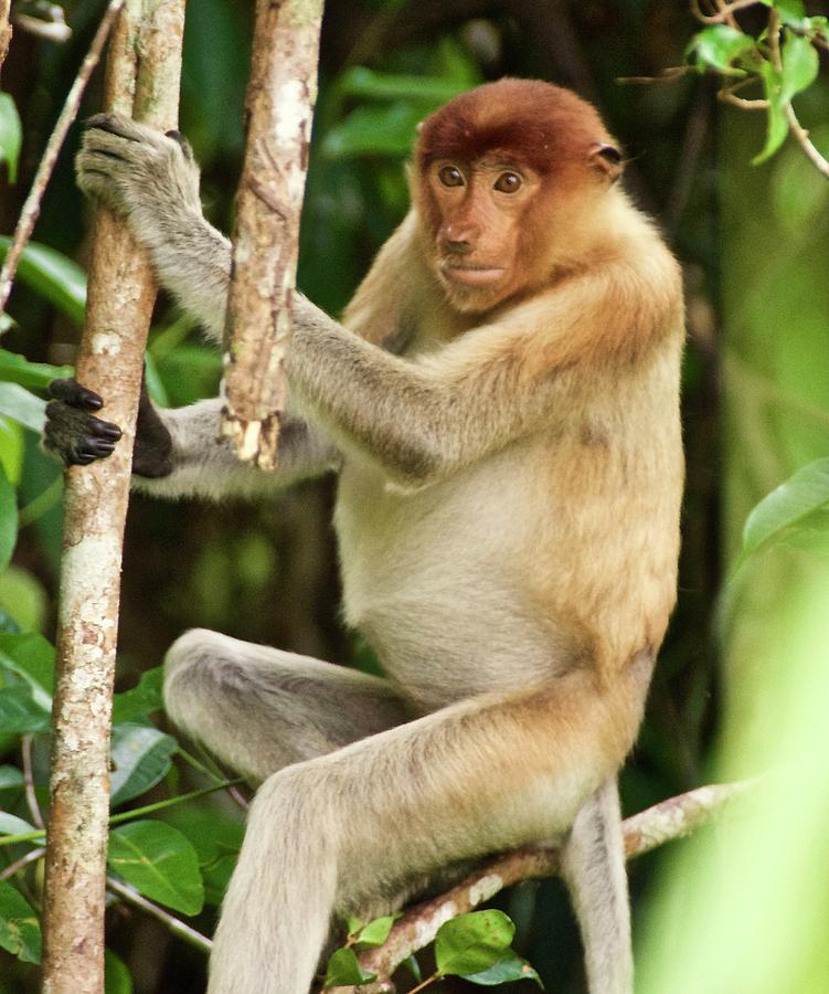 Proboscis Monkey Photograph by Eileen Renda | Fine Art America