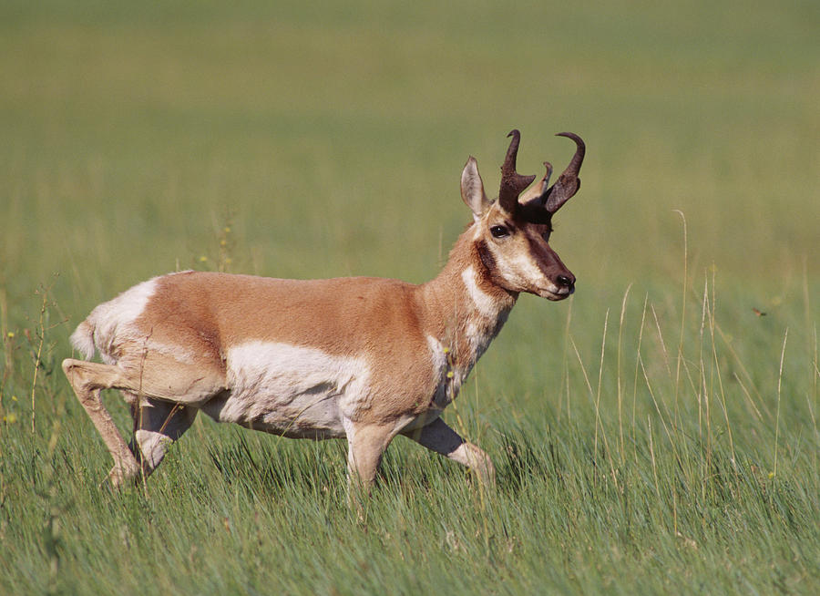 Pronghorn Antelope on the prairie Photograph by Mark Wallner - Pixels