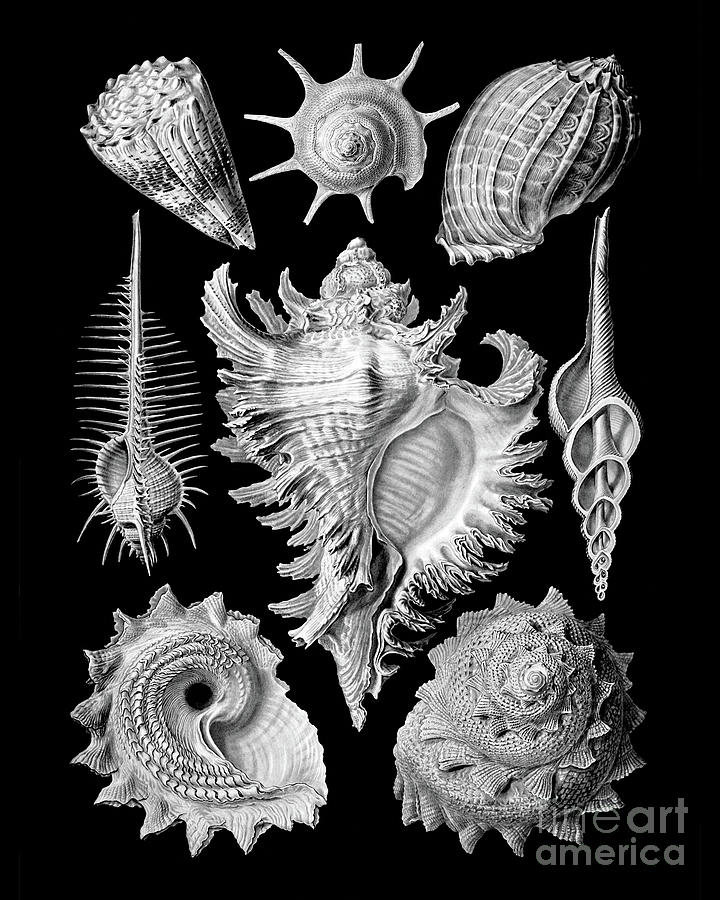 Prosobranchia, vintage sea life mollusca and gastropods illustration ...