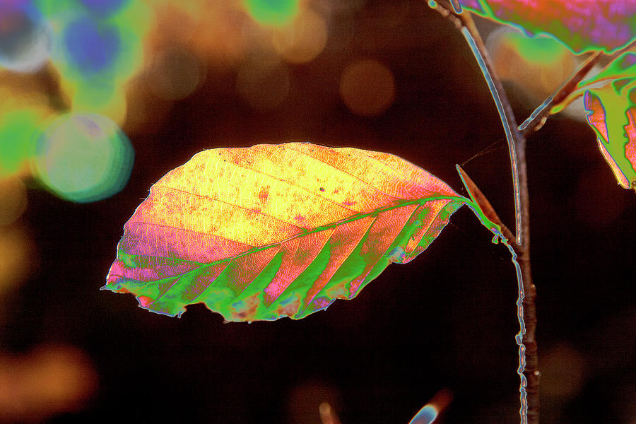 Psychedelic leaf Photograph by Peter Lloyd - Fine Art America