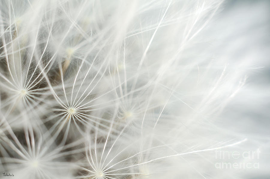 Purity2 Photograph by Athanasios Athanasiou - Fine Art America
