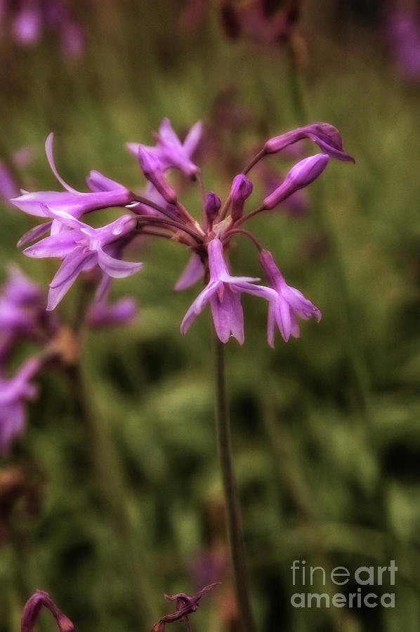 Purple 2012 Photograph By Michael Ziegler Fine Art America