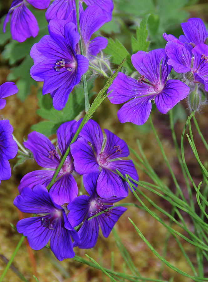Purple Accents Photograph By Mike And Sharon Mathews Fine Art America