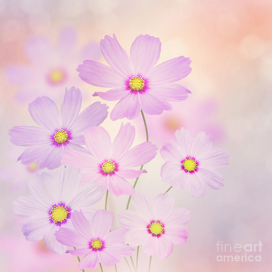 Purple Cosmos Flowers Photograph by Svetlana Foote - Fine Art America