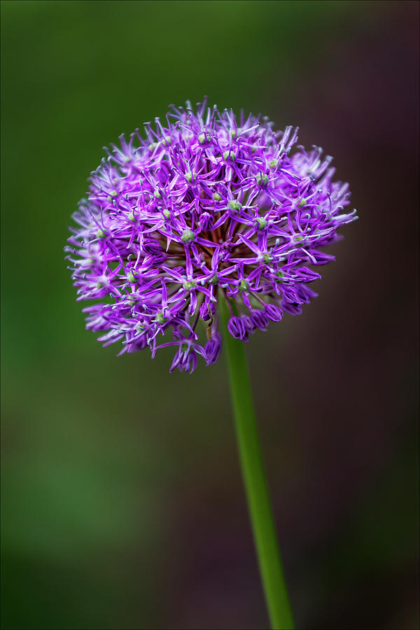 Purple Explosion Photograph by Robert Ullmann - Fine Art America