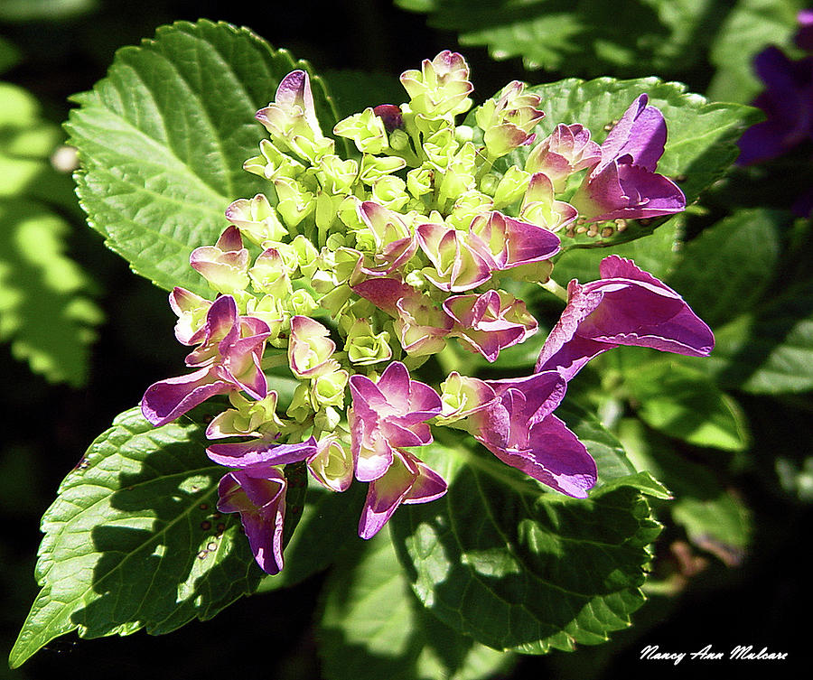 Purple Hydranga Digital Art by Nancy Ann Mulcare | Pixels