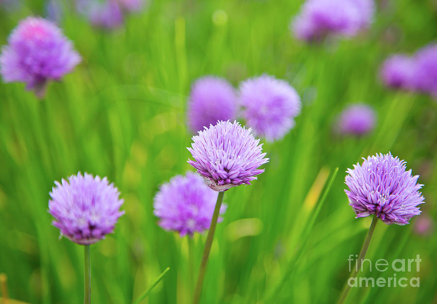 Purple Spring 14 Photograph by Alex Art Ireland - Fine Art America