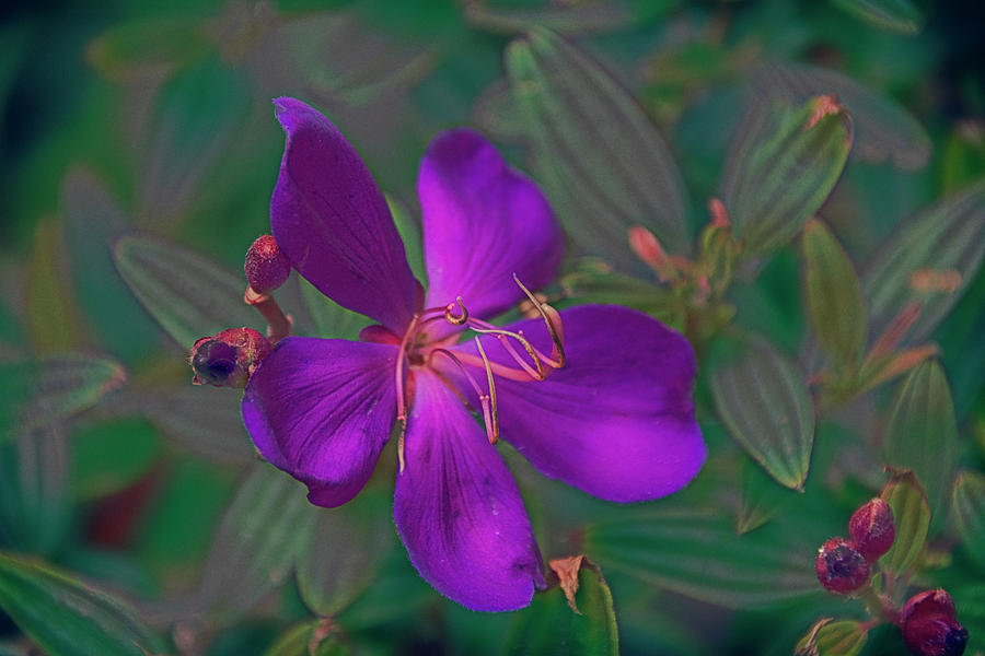 Purple Standout Photograph by Don Columbus - Fine Art America Purple Standout Photograph by Don Columbus - Fine Art America