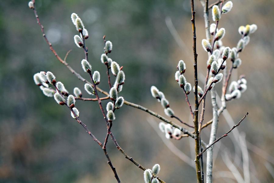 Pussy Willow 2 Photograph By June Goggins Fine Art America