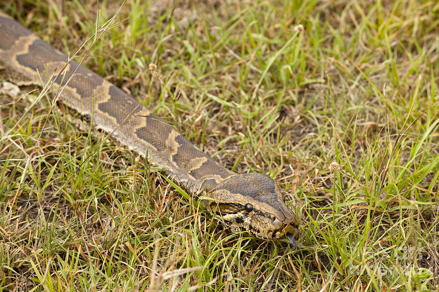 Python In Grass, Kenya Photograph by Monika Böhm - Fine Art America