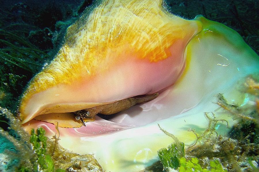 Queen Conch Photograph by Kimberlee Bourgeois - Fine Art America