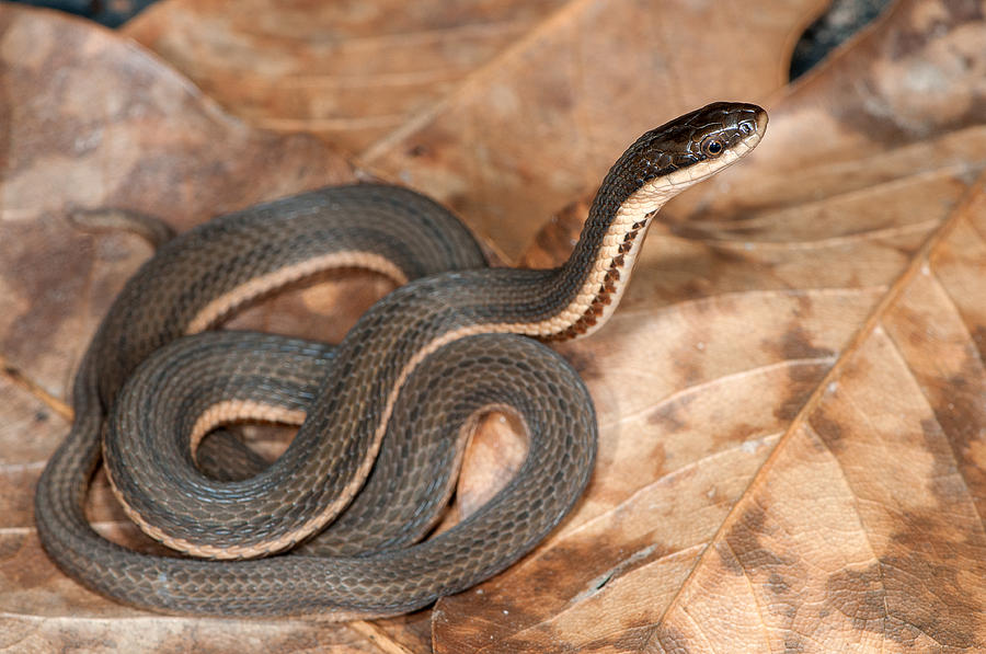 Queen Snake Photograph by Derek Thornton - Pixels