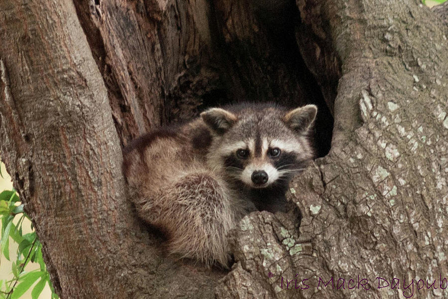 Raccoon@Home Photograph by Iris Dayoub - Fine Art America