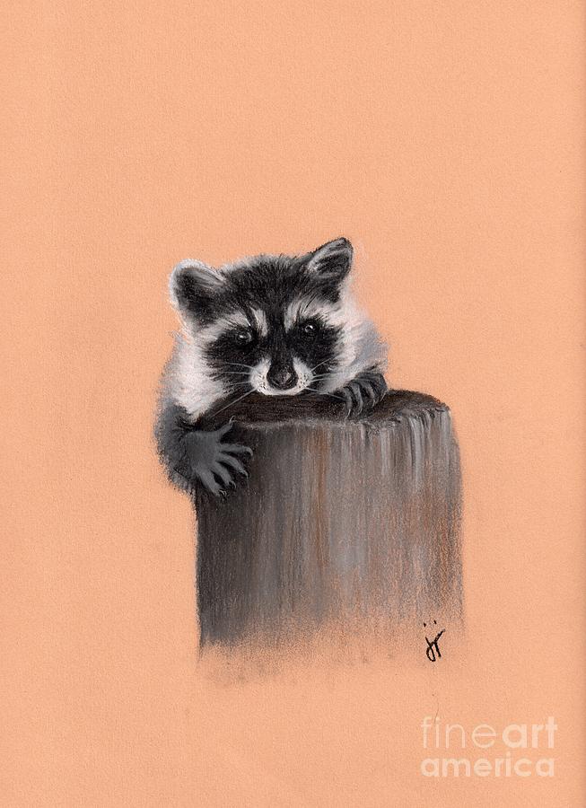 Raccoon Baby Drawing by Judith Jones - Fine Art America