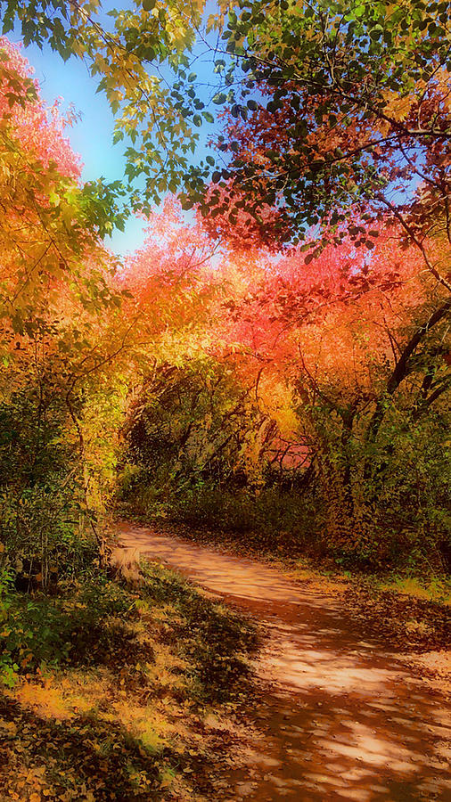 Rainbow Path Photograph by Eric Wait - Fine Art America