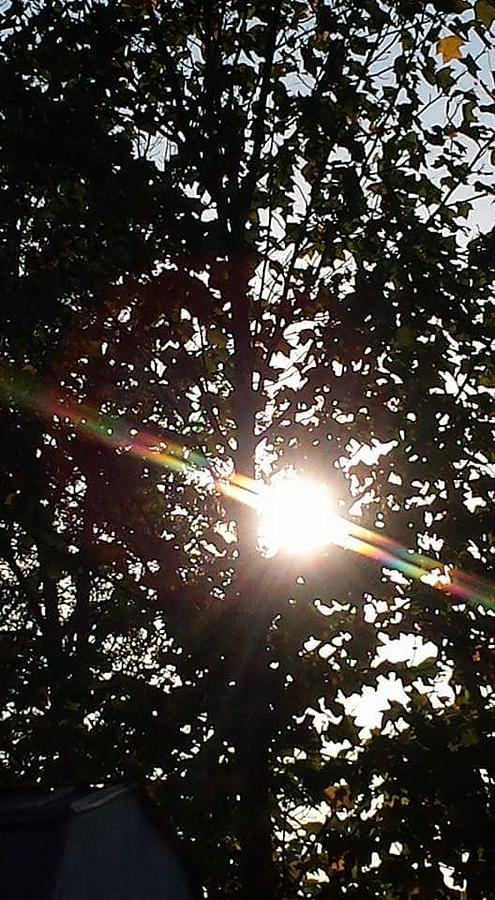 Rainbow Sunbeam Tree Photograph by Deborah Evers - Pixels